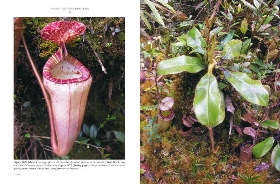 Nepenthes – The Tropical Pitcher Plants Volumes 1, 2 & 3 | Redfern ...