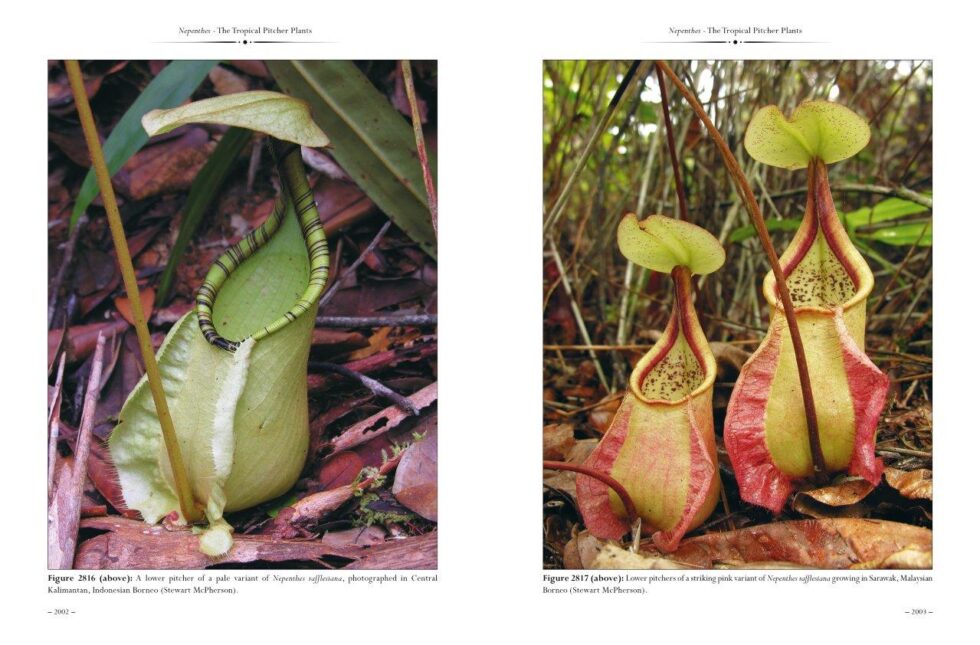 Nepenthes – The Tropical Pitcher Plants Volumes 1, 2 & 3 | Redfern ...