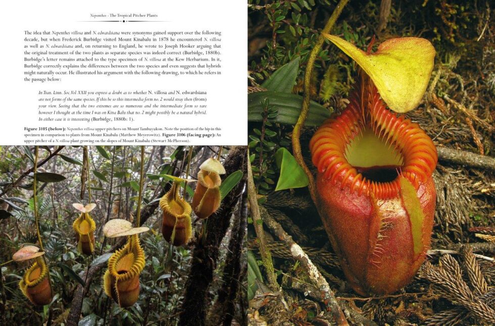 Nepenthes – The Tropical Pitcher Plants Volumes 1, 2 & 3 | Redfern ...