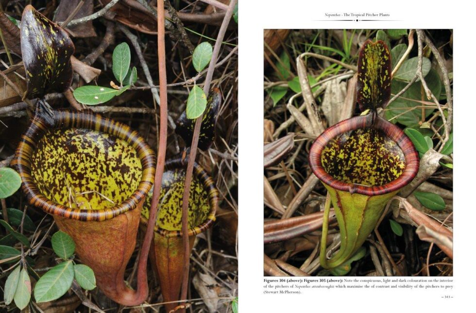 Nepenthes – The Tropical Pitcher Plants Volumes 1, 2 & 3 | Redfern ...