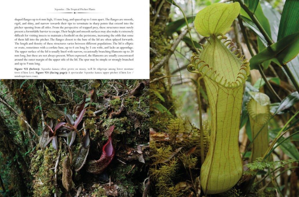 Nepenthes – The Tropical Pitcher Plants Volumes 1, 2 & 3 | Redfern ...