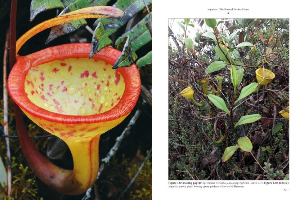 Nepenthes – The Tropical Pitcher Plants Volumes 1, 2 & 3 | Redfern ...
