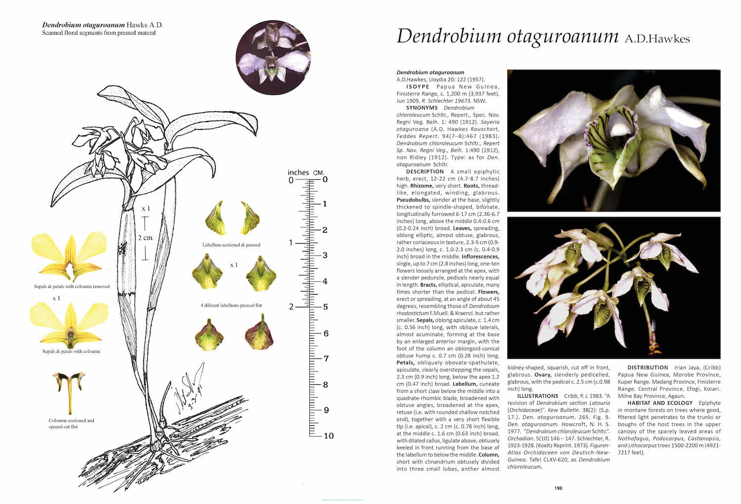 Latouria Dendrobiums | Redfern Natural History