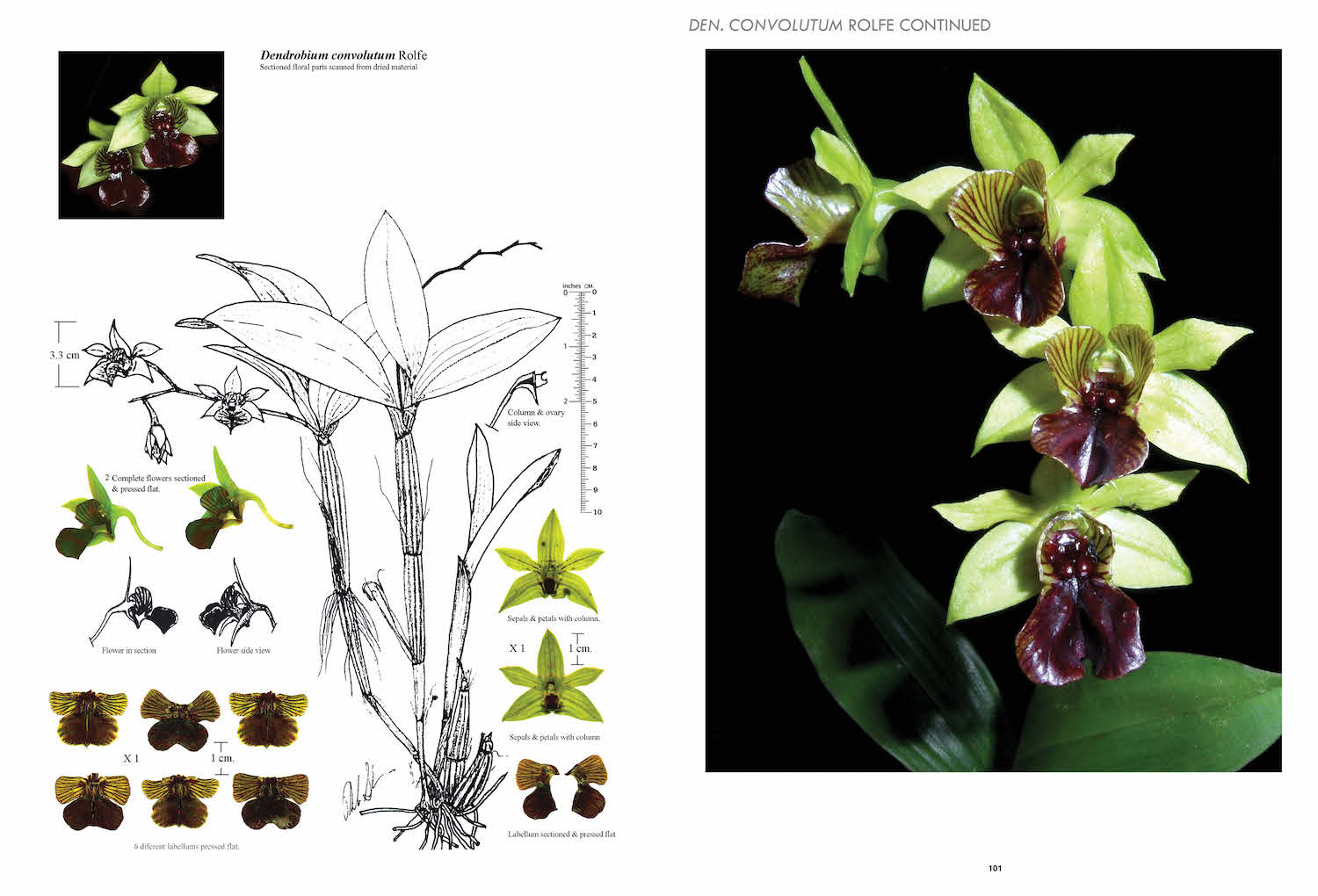 Latouria Dendrobiums | Redfern Natural History